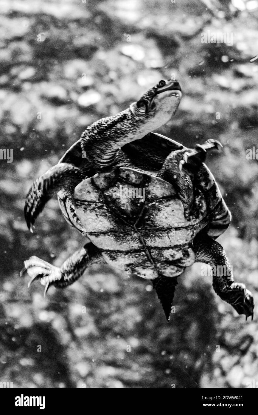 Tortoise aquarium Black and White Stock Photos & Images - Alamy