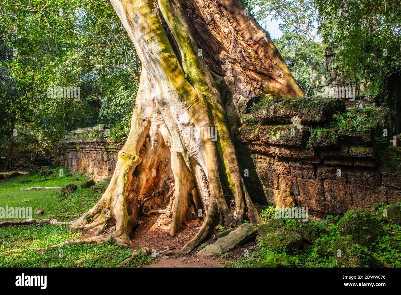 Tree roots from the Angkor Archaeological Park, located in northern ...