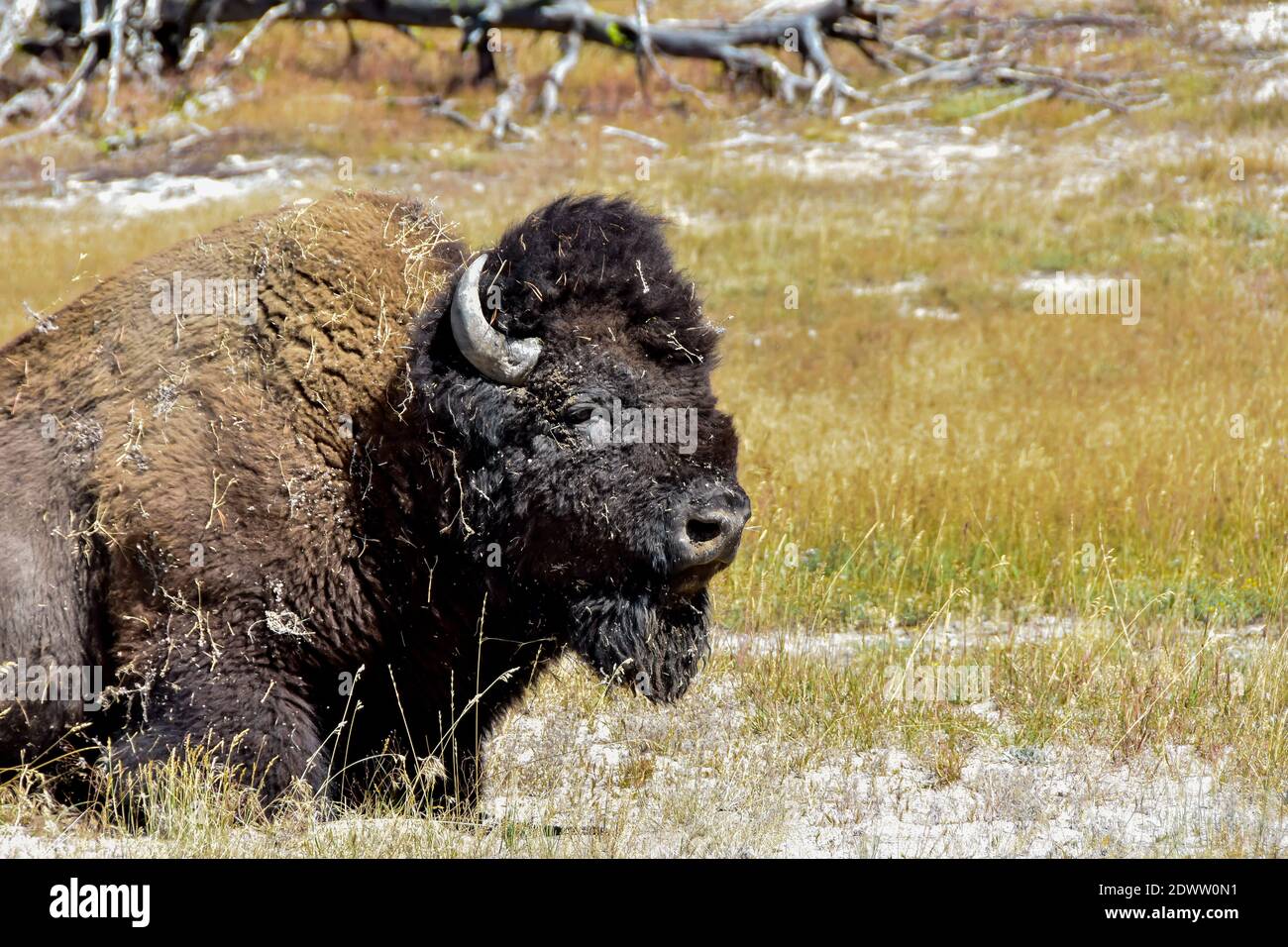 Closeup bison resting in yellowstone hi-res stock photography and ...