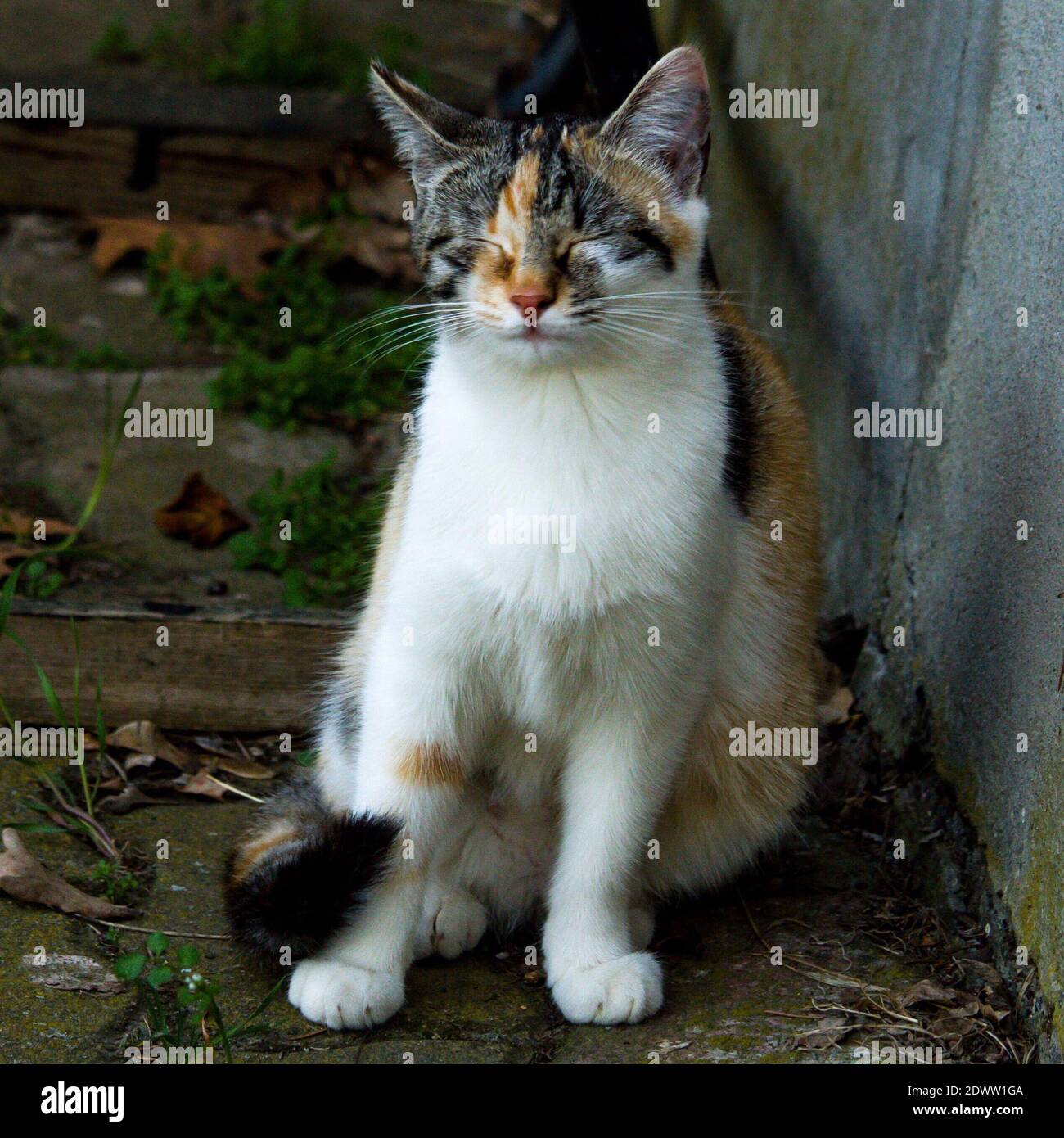 Shutting eyes hi-res stock photography and images - Alamy