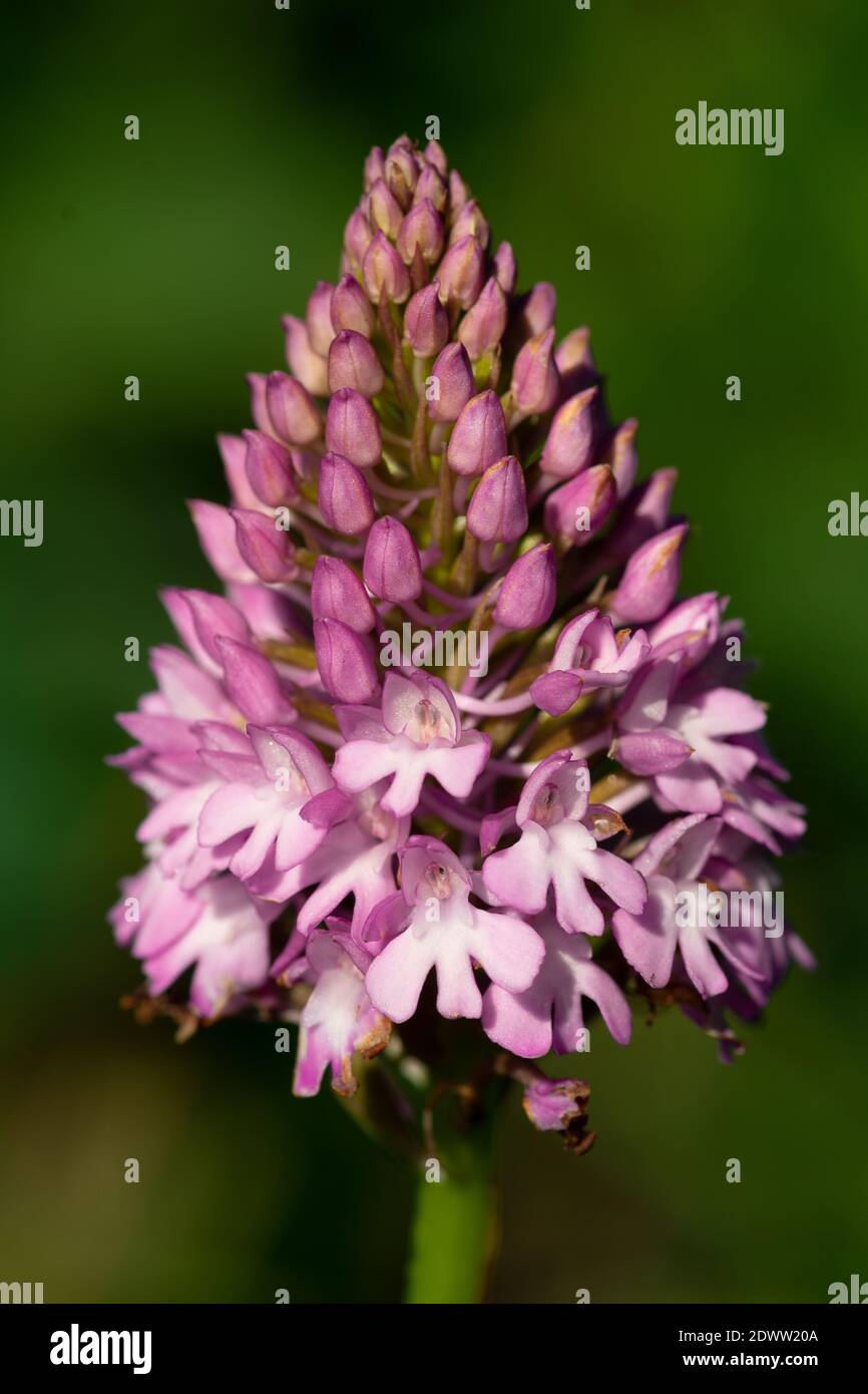 Lilac pyramid hi-res stock photography and images - Alamy