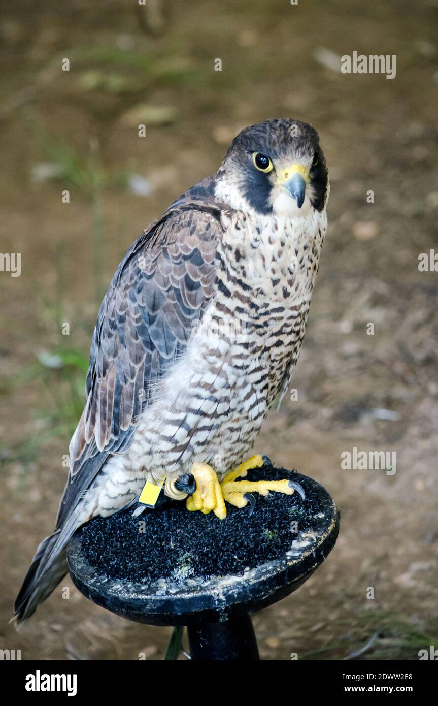 Peregrine falcon looking at camera hi-res stock photography and images ...