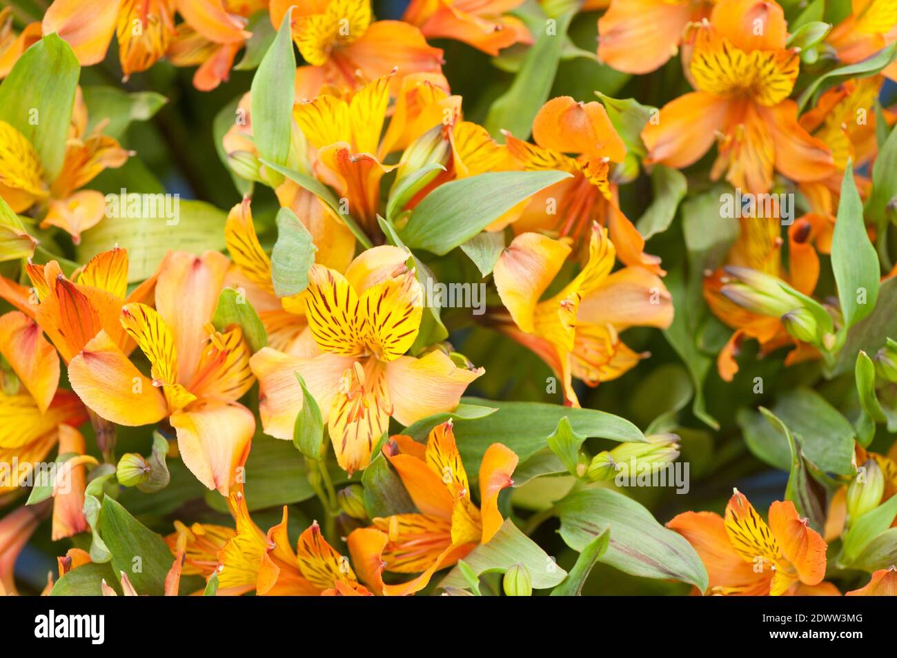 Hybrid Alstroemeria ‘Cocktail’, Peruvian Lily, in flower Stock Photo ...