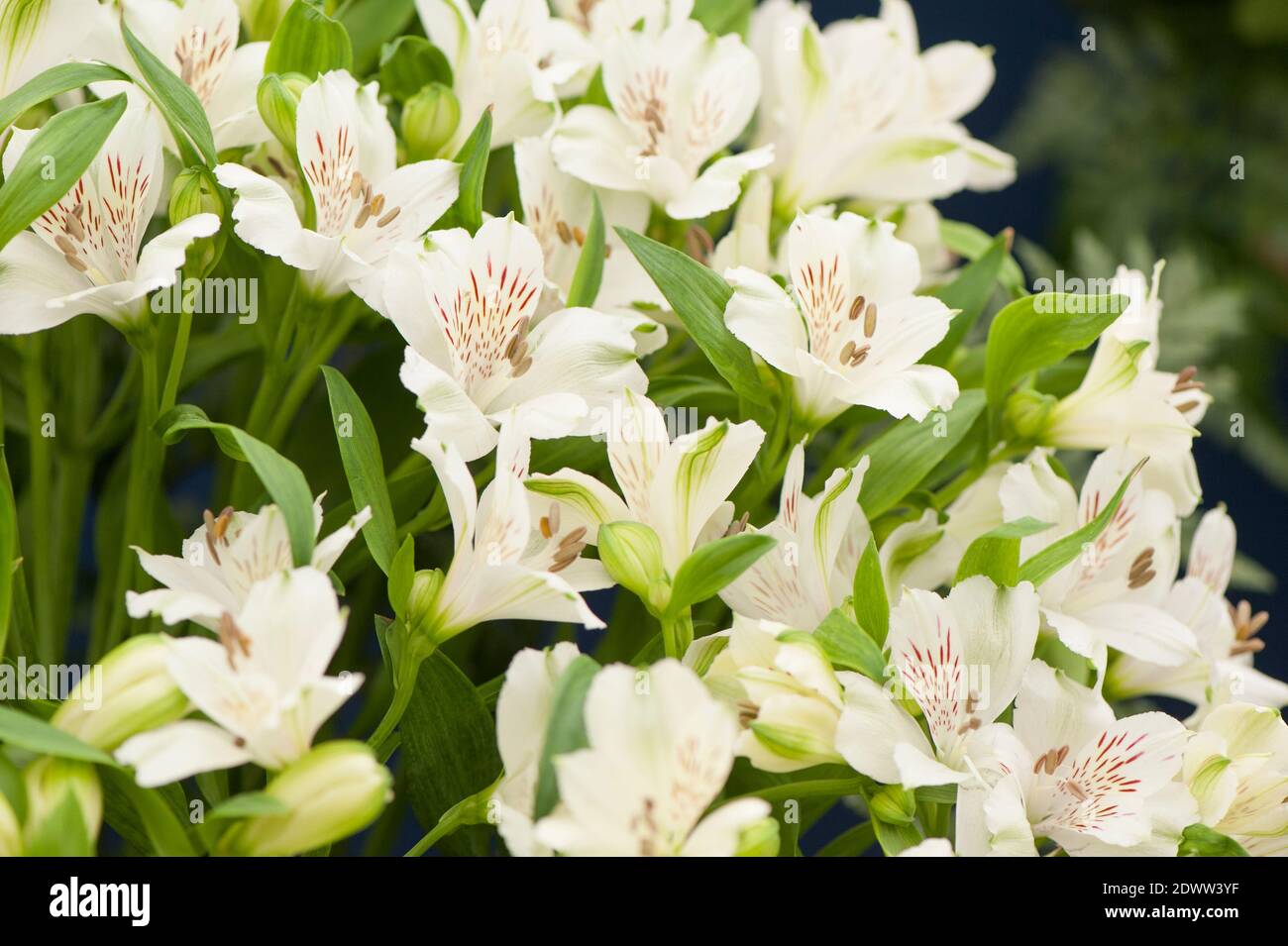 Hybrid Alstroemeria ‘Viginia’, Peruvian Lily, in flower Stock Photo - Alamy