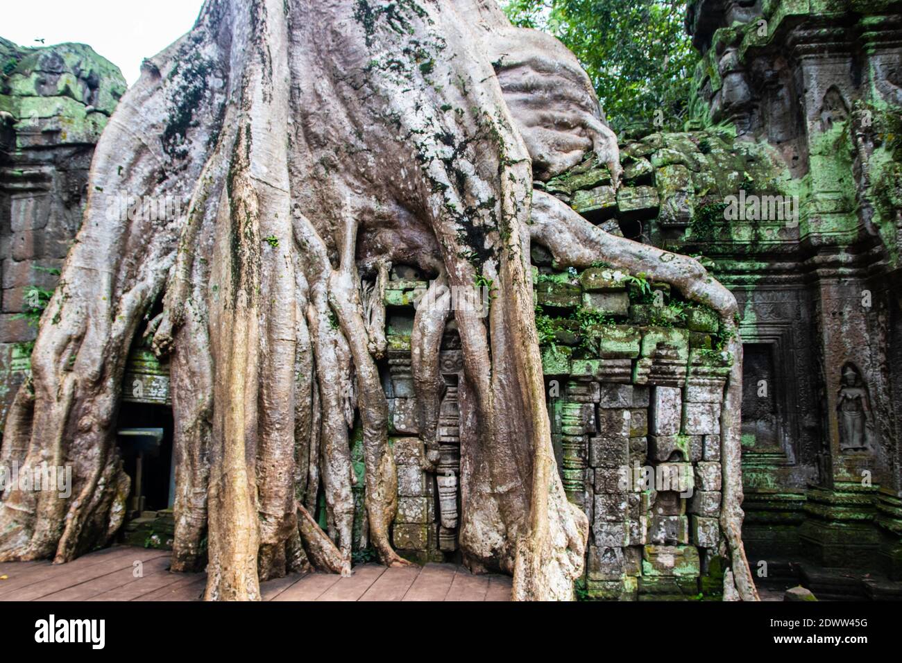 Tree roots from the Angkor Archaeological Park, located in northern ...