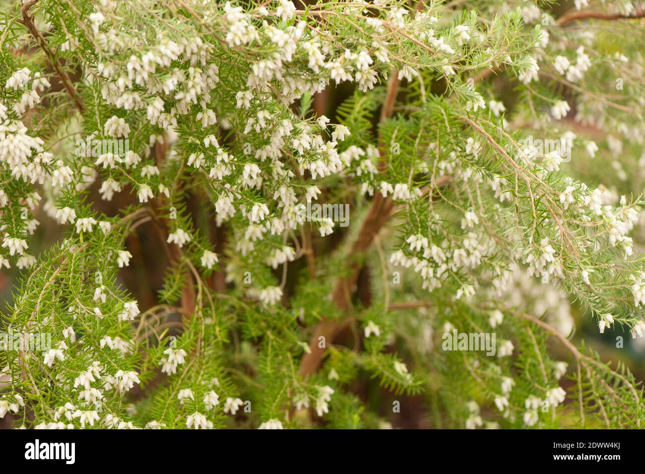 Urceolate hi-res stock photography and images - Alamy