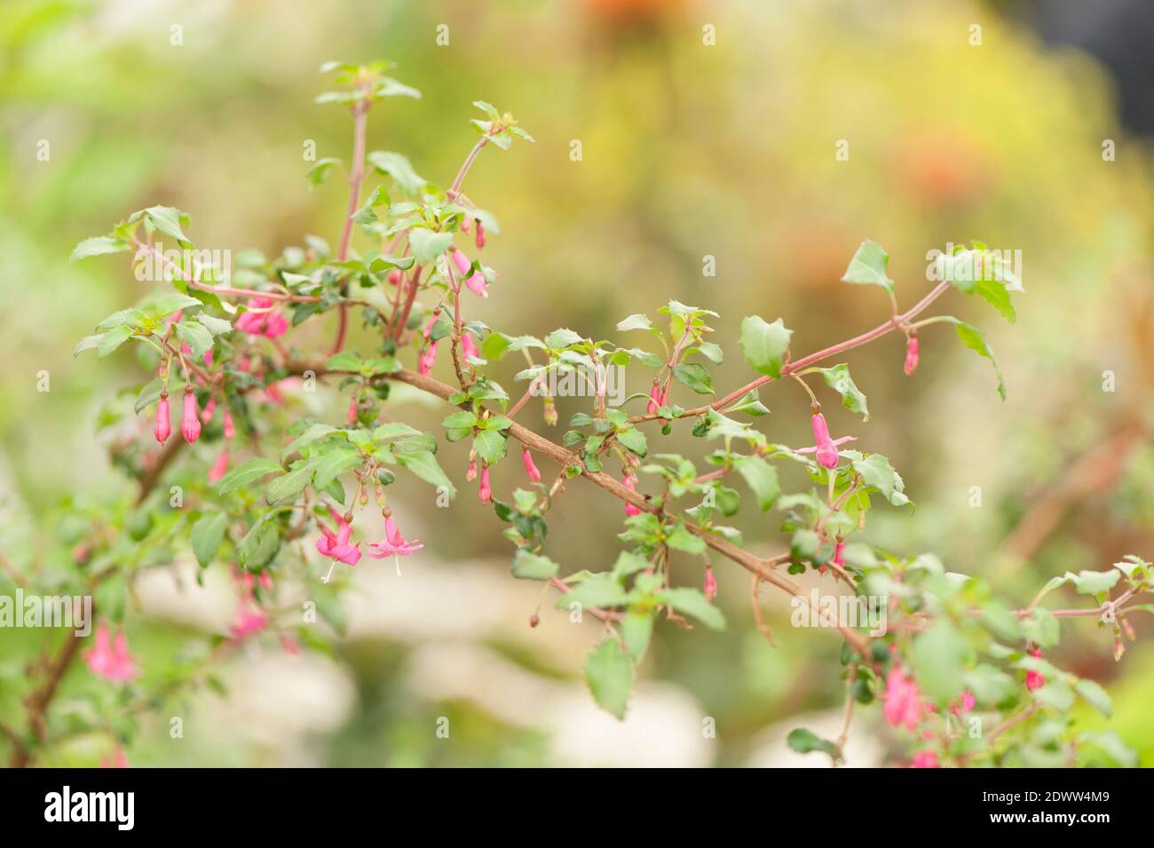 Thyme leaved fuchsia hi-res stock photography and images - Alamy