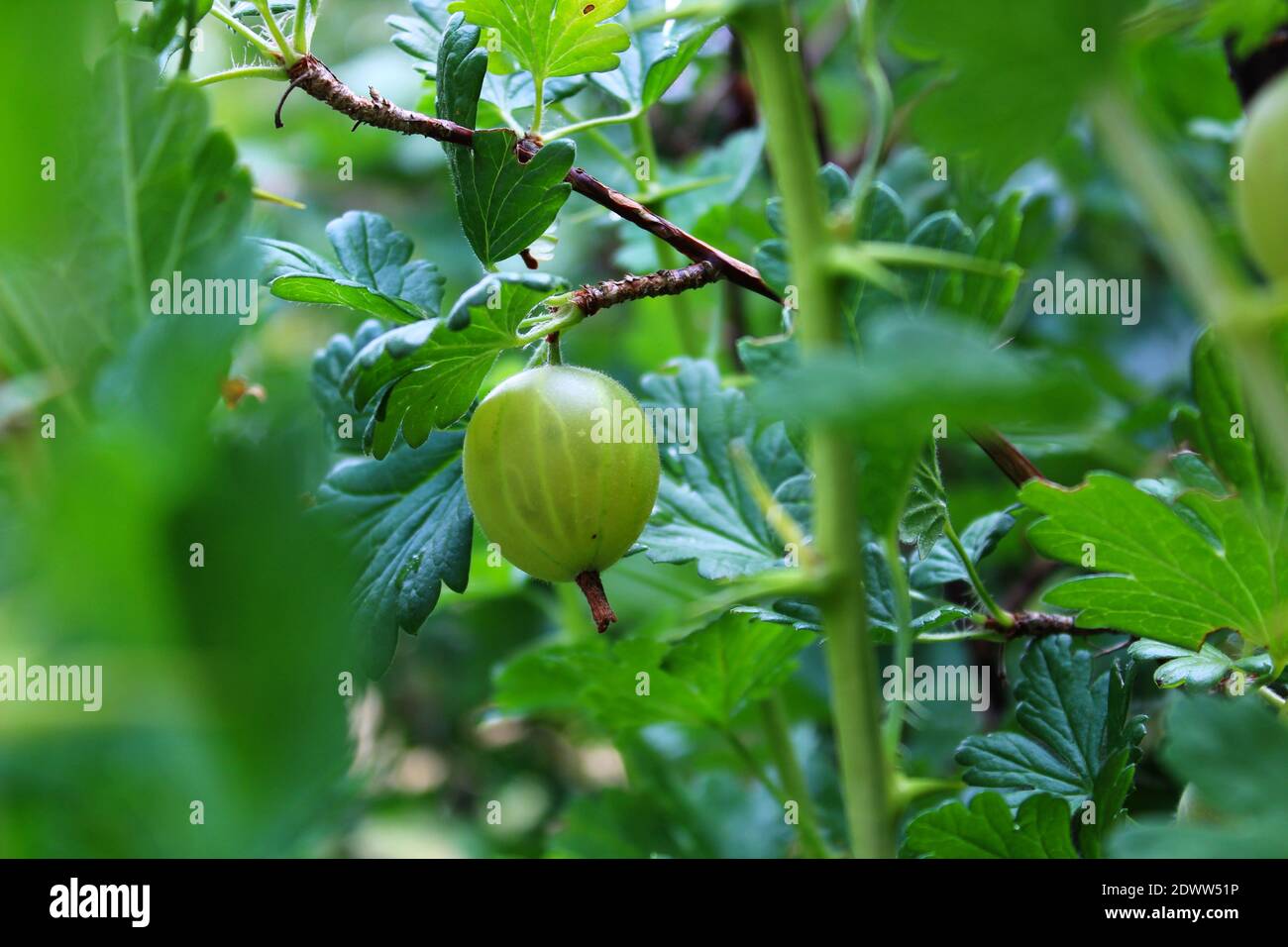 Gooseberry thorn hi-res stock photography and images - Alamy