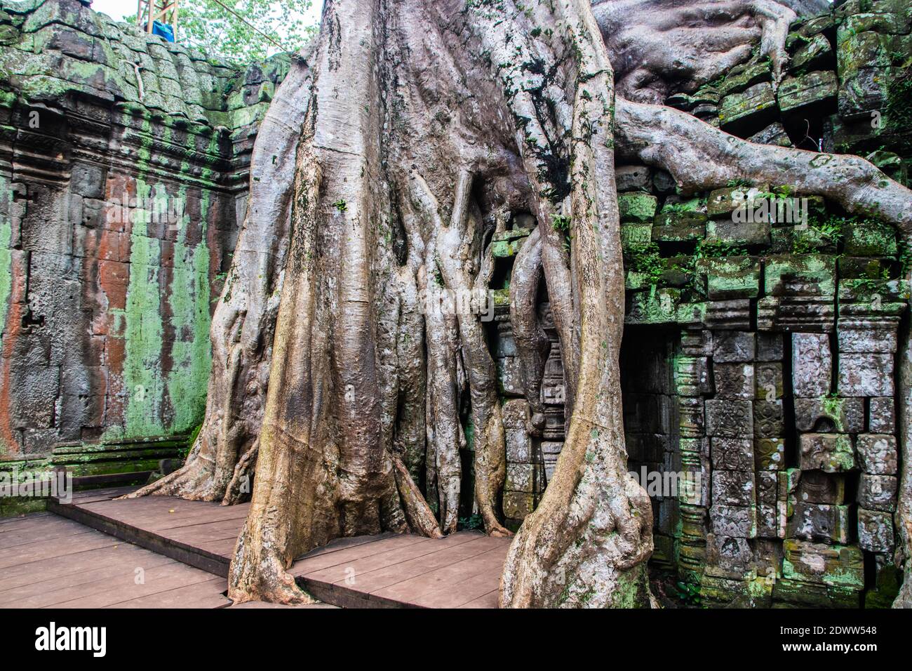 Tree roots from the Angkor Archaeological Park, located in northern ...