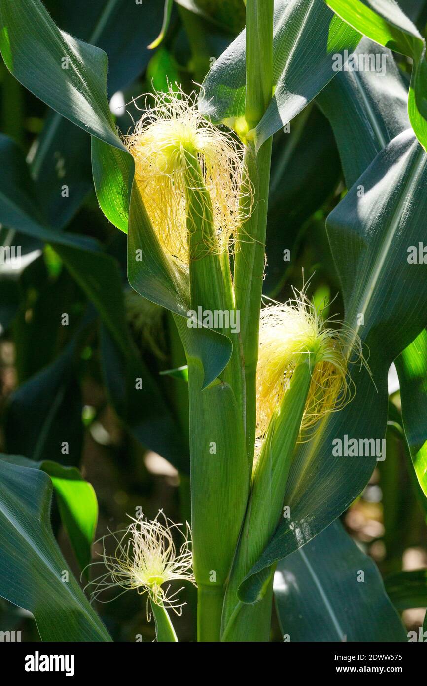 Mais, weiblicher Blütenstand, Maisblüte Stock Photo - Alamy