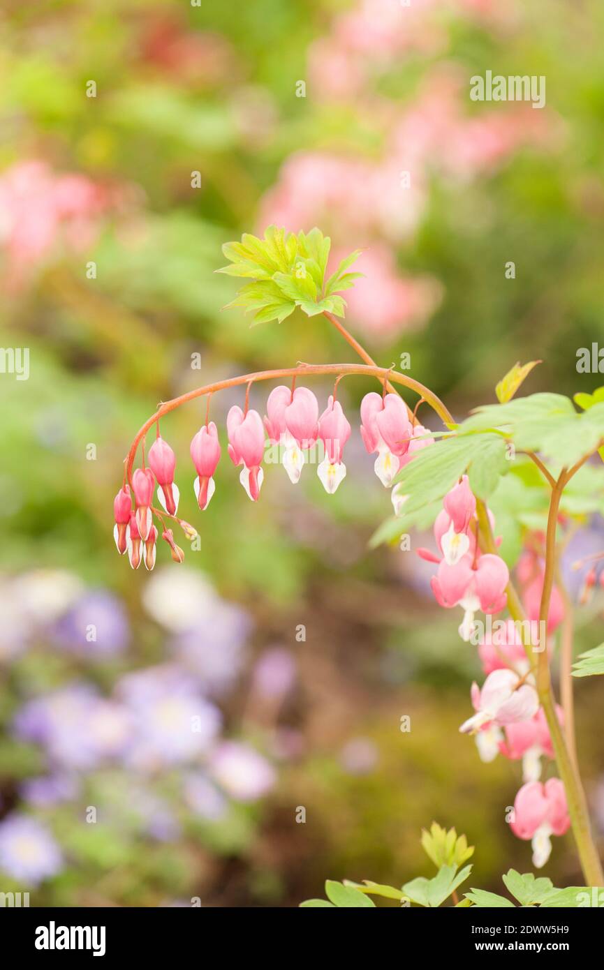 Lamprocapnos spectabilis syn. Dicentra spectabilis, Bleeding Heart, in ...