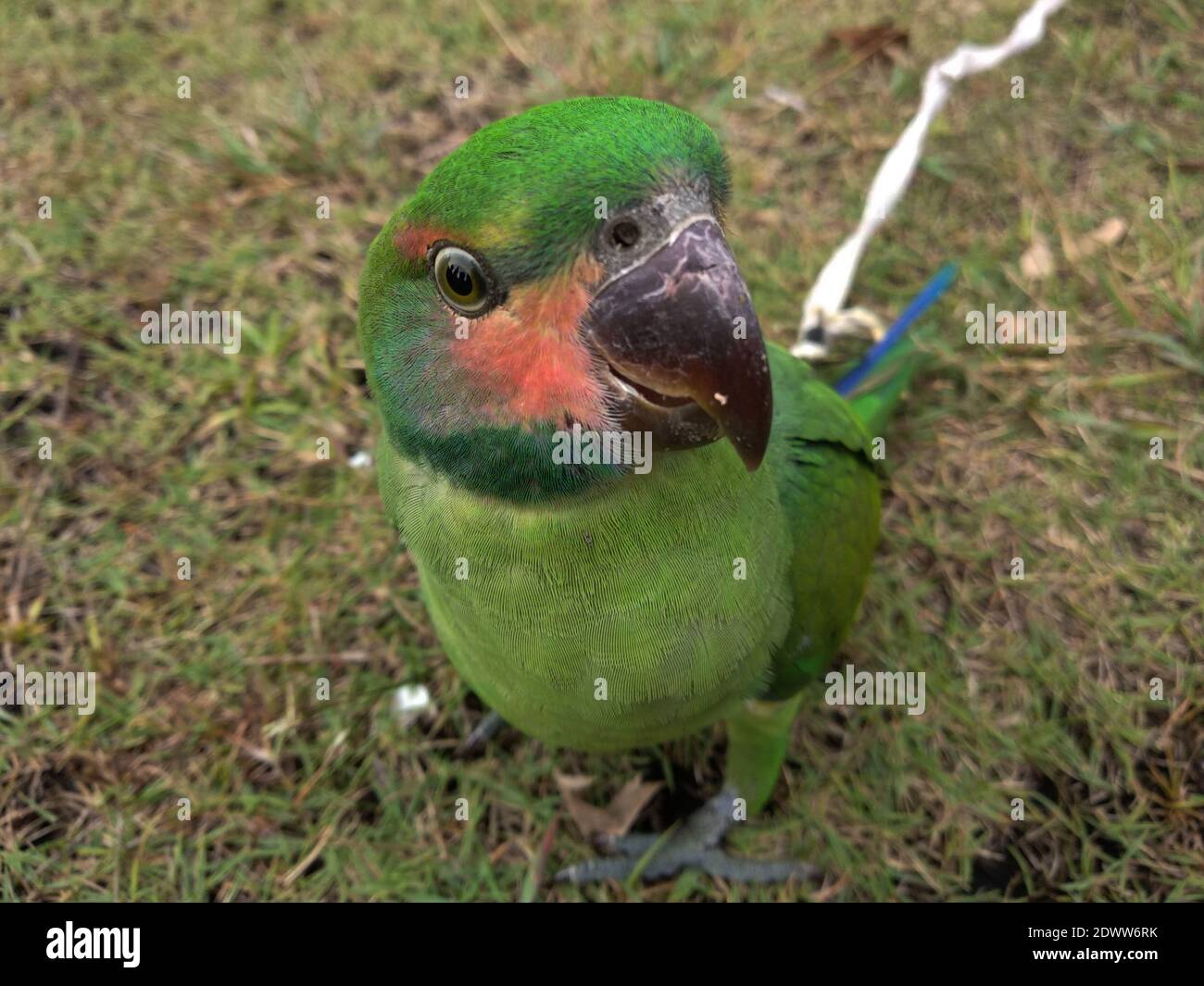 Bird of indonesia hi-res stock photography and images - Alamy