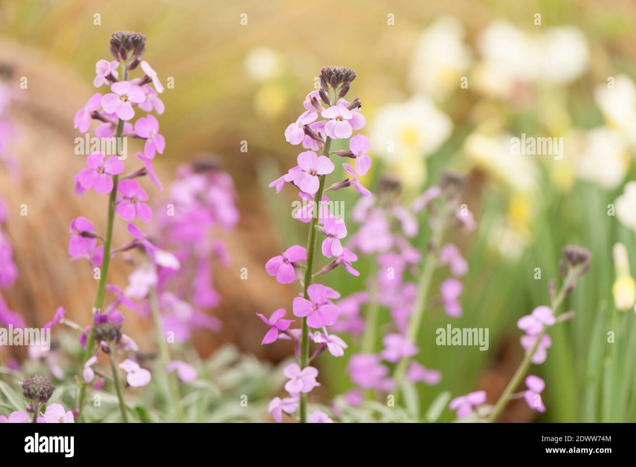Perennial wallflower ‘bowles’ mauve’ hi-res stock photography and ...
