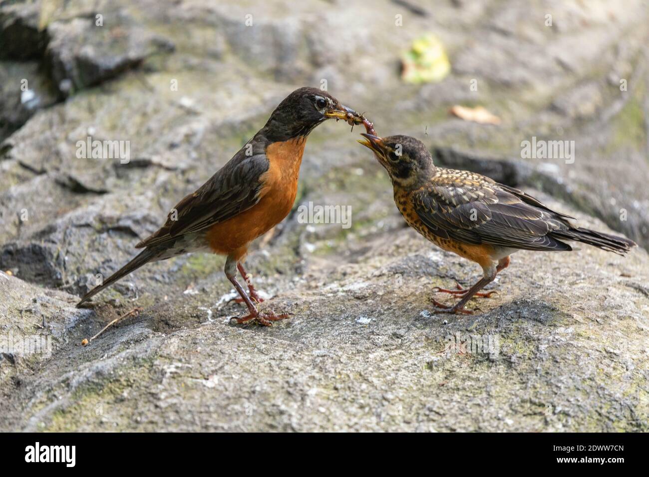 New york central park birds view hi-res stock photography and images ...