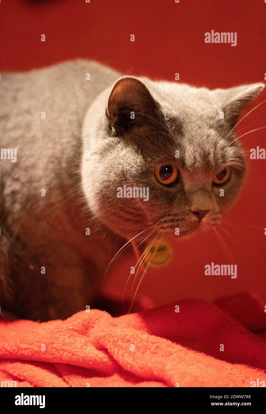 A vertical closeup shot of a grumpy British shorthair cat on a red ...