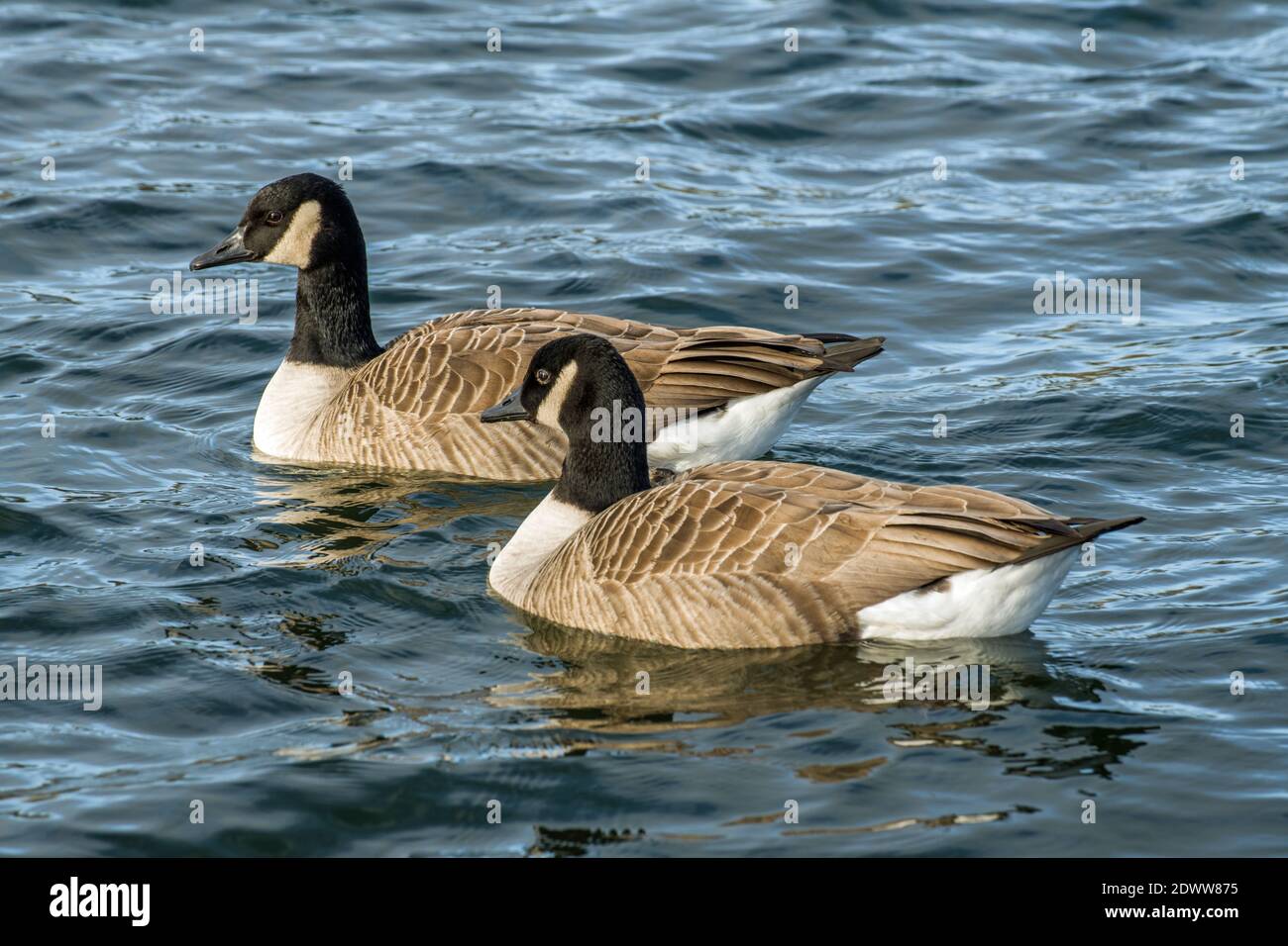 Two Canada Geese swimming together in a large lake in south Wales Stock ...