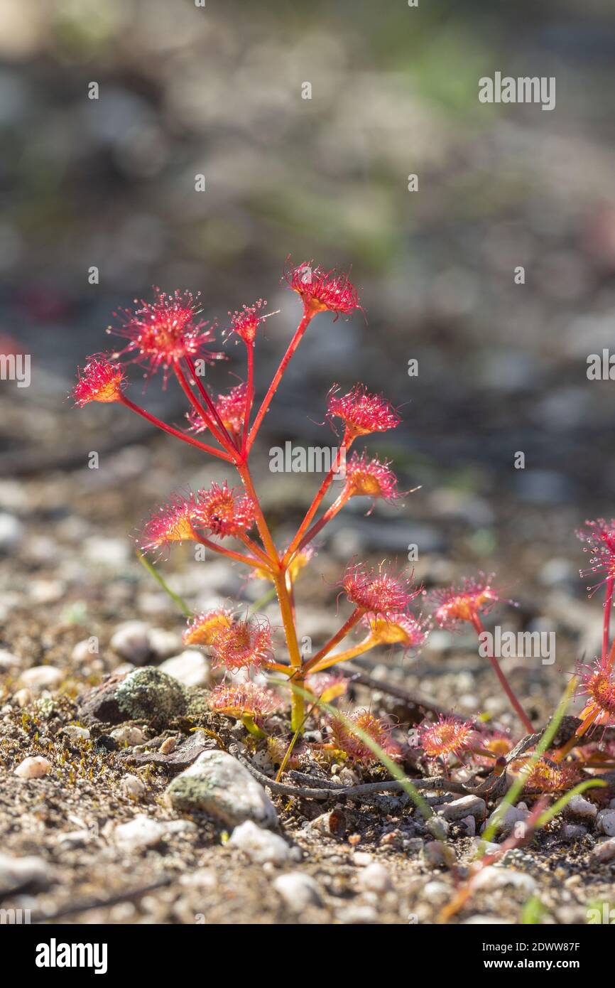 Drosera purpurascens hi-res stock photography and images - Alamy