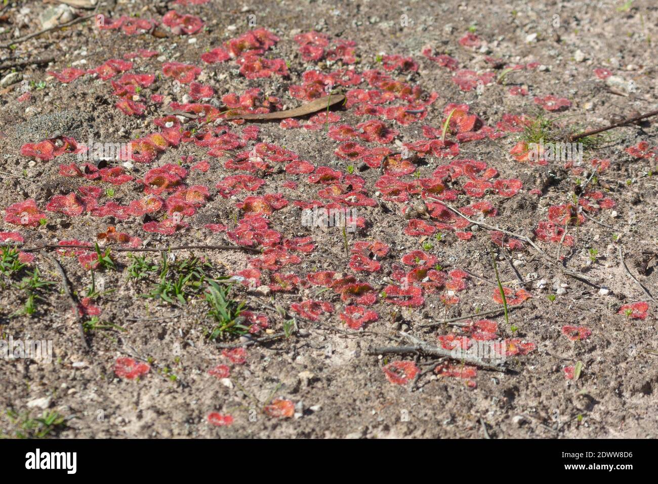 The flat rosette-forming sundew Drosera erythrorhiza in the Stirkng ...