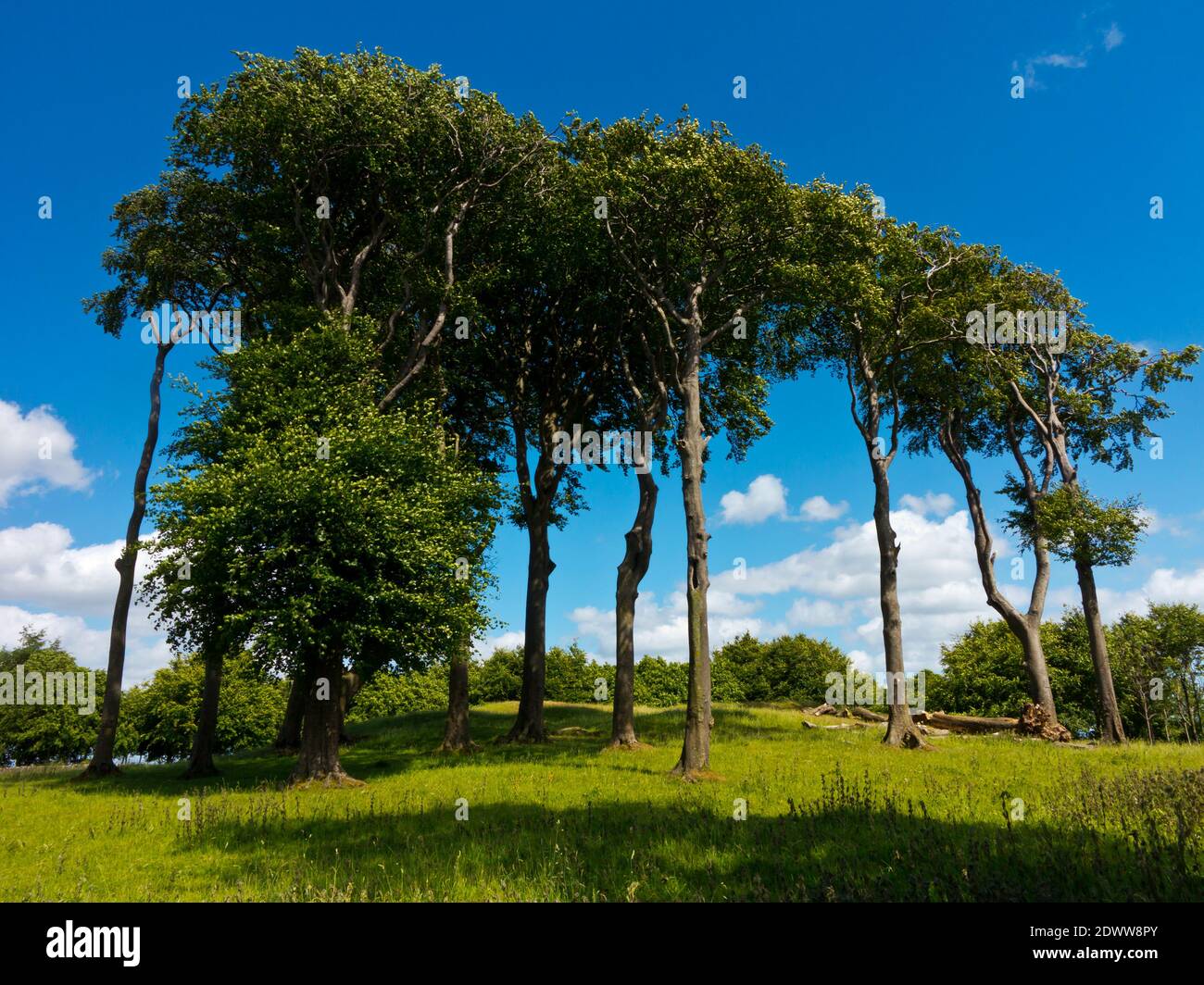 Trees at Minninglow a neolithic prehistoric burial ground near Parwich ...