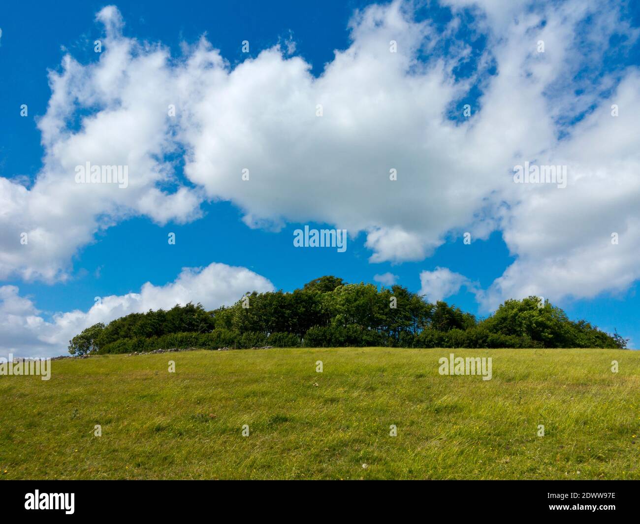 Trees at Minninglow a neolithic prehistoric burial ground near Parwich ...