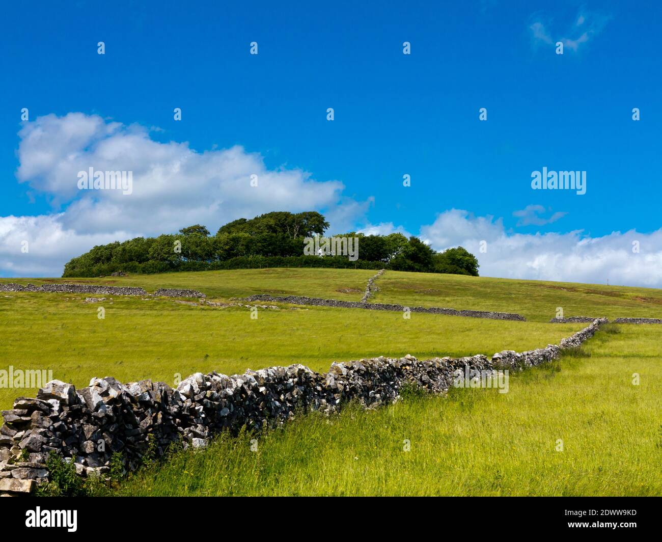 Trees at Minninglow a neolithic prehistoric burial ground near Parwich ...