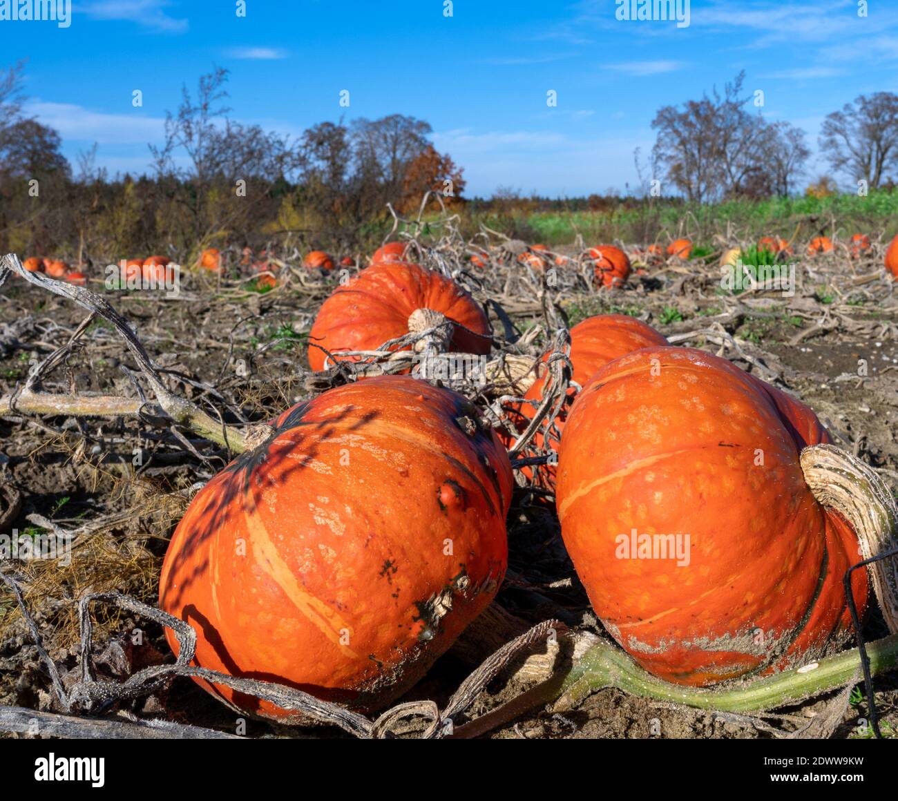 Calabash Pumpkins High Resolution Stock Photography and Images - Alamy