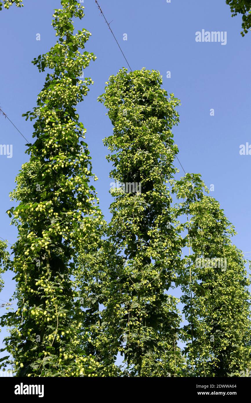 Hopfenanlage hi-res stock photography and images - Alamy