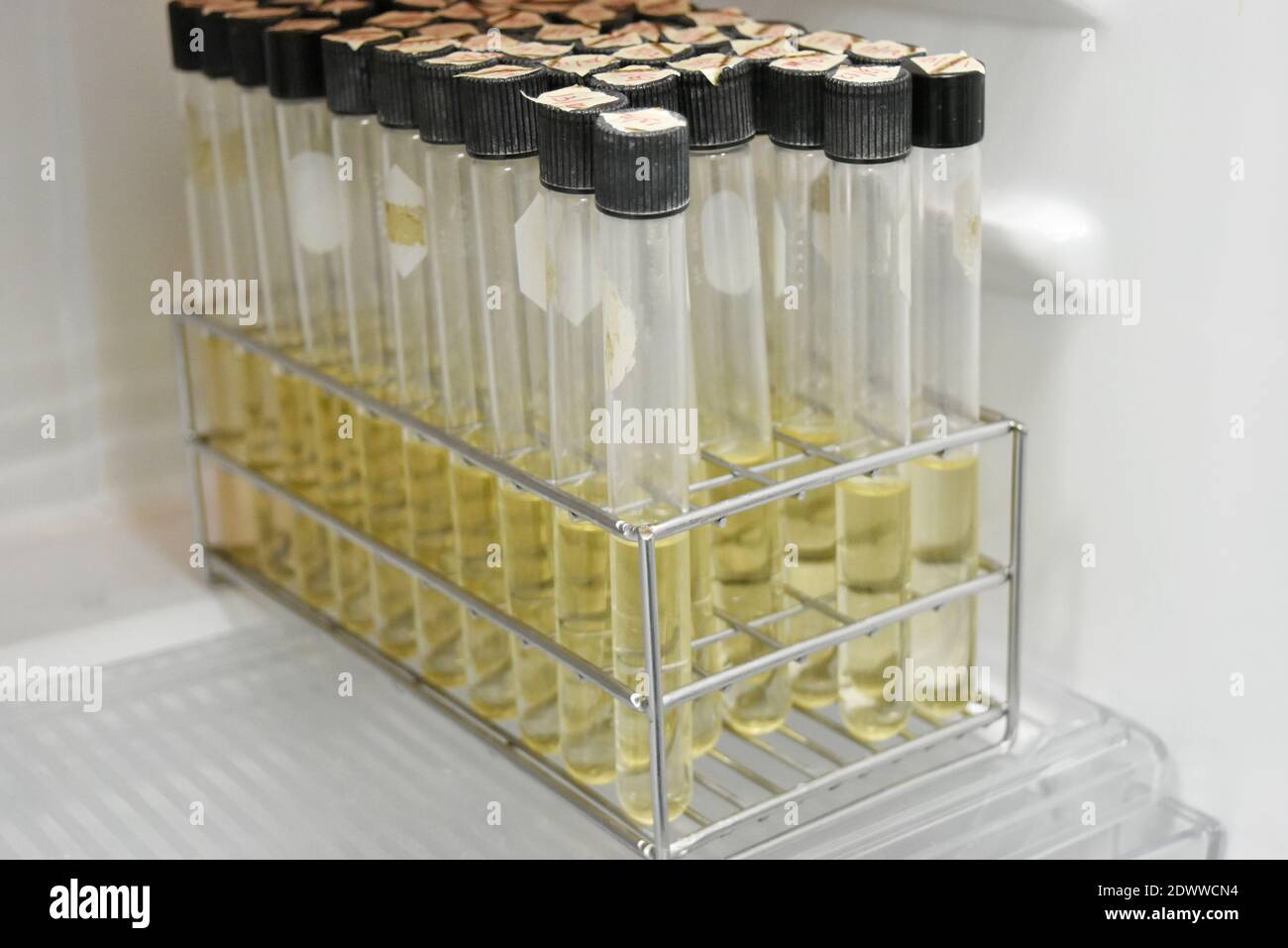 Test Tube Rack Agar High Resolution Stock Photography and Images - Alamy
