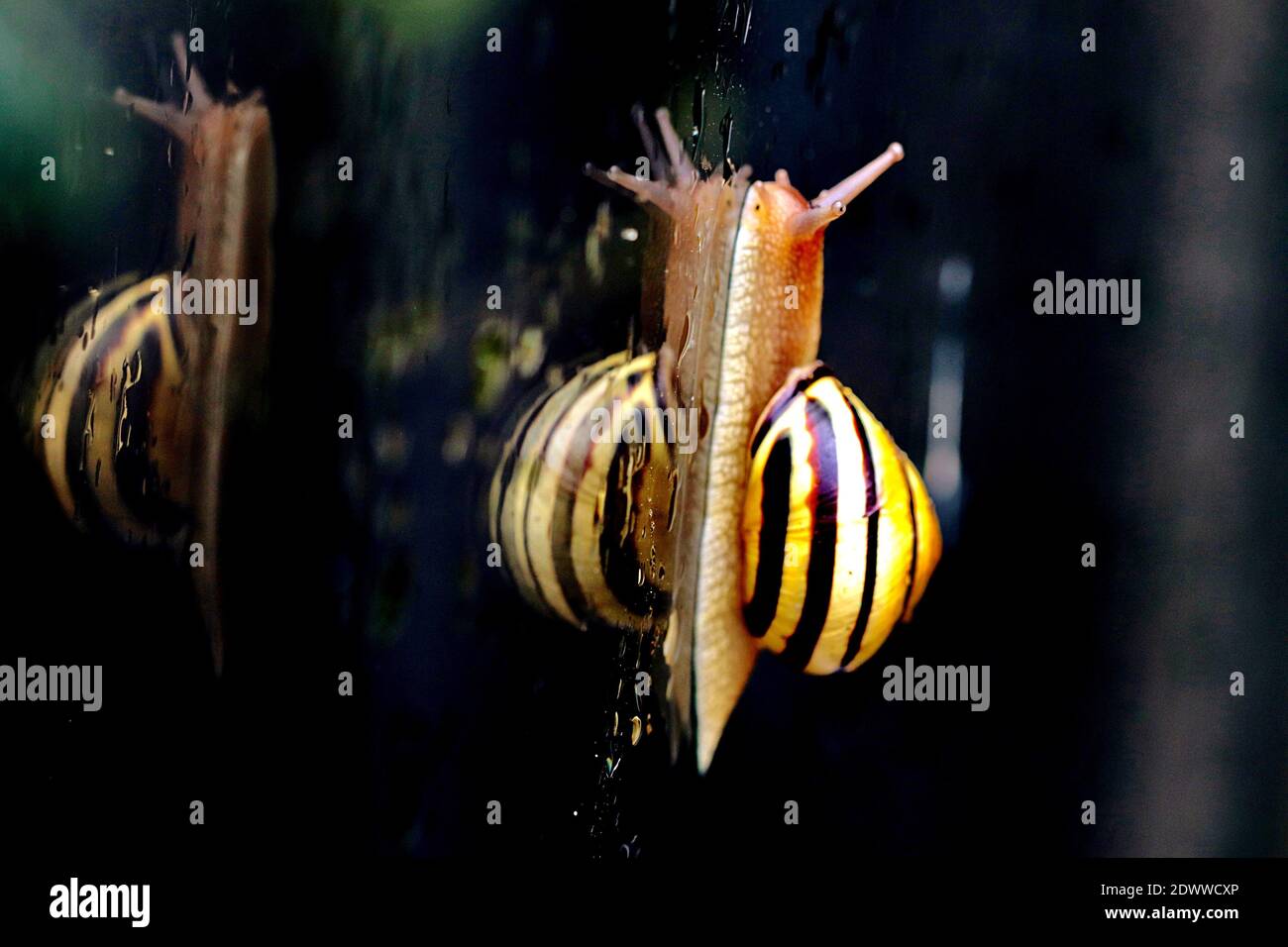 Western glass snail hi-res stock photography and images - Alamy