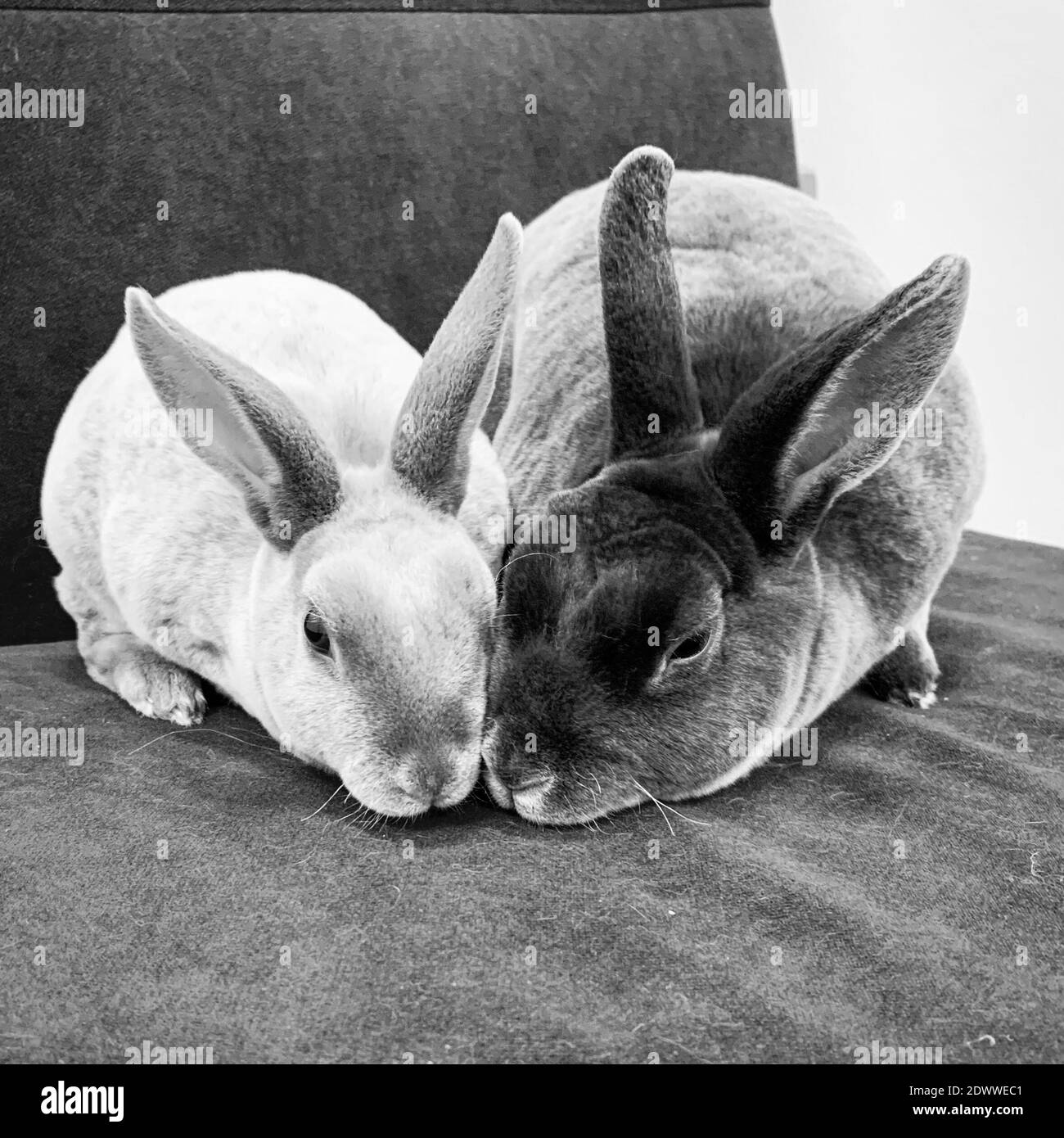 Rabbit seat hi-res stock photography and images - Alamy