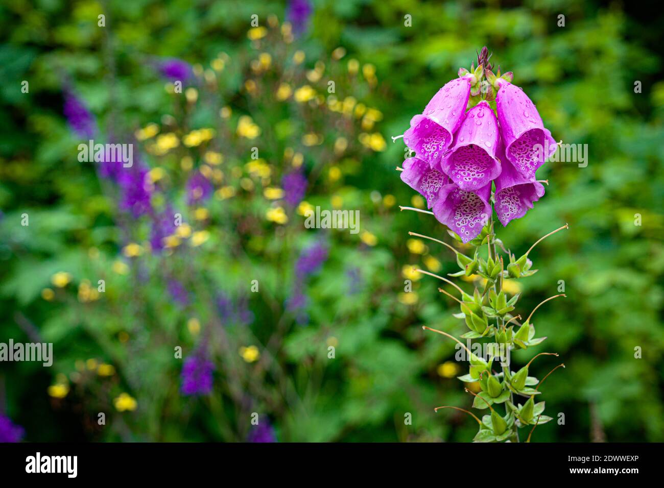 Snowdonia plant hi-res stock photography and images - Alamy
