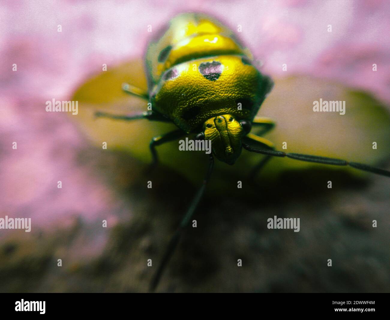 Golden bug hi-res stock photography and images - Alamy