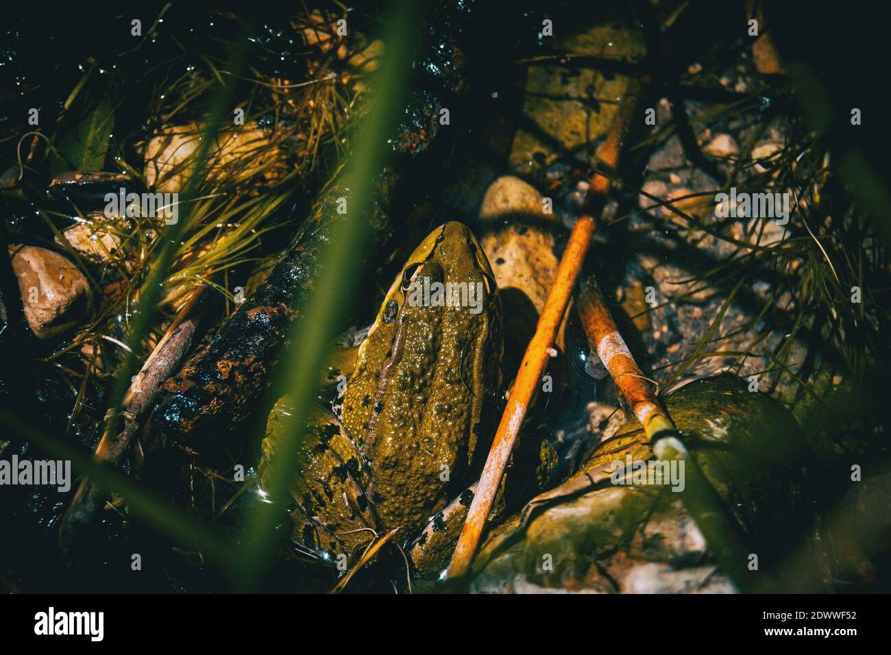 Half frog sitting hi-res stock photography and images - Alamy
