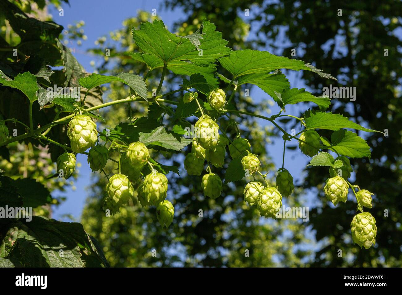 Hopfenanlage hi-res stock photography and images - Alamy