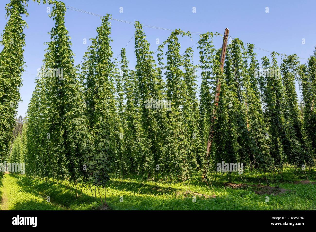 Echter Hopfen, Humulus lupulus, Hopfenfeld im Waldviertel NÖ Stock ...