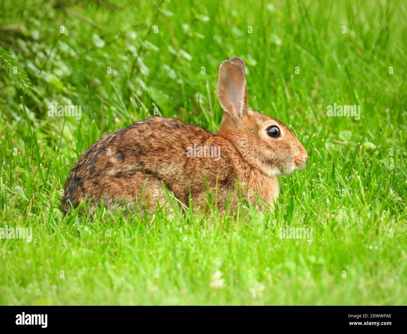 Rabbit Side View Eating Grass High Resolution Stock Photography and ...
