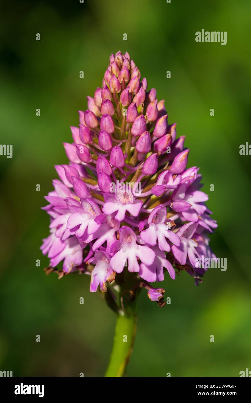 Lilac pyramid hi-res stock photography and images - Alamy