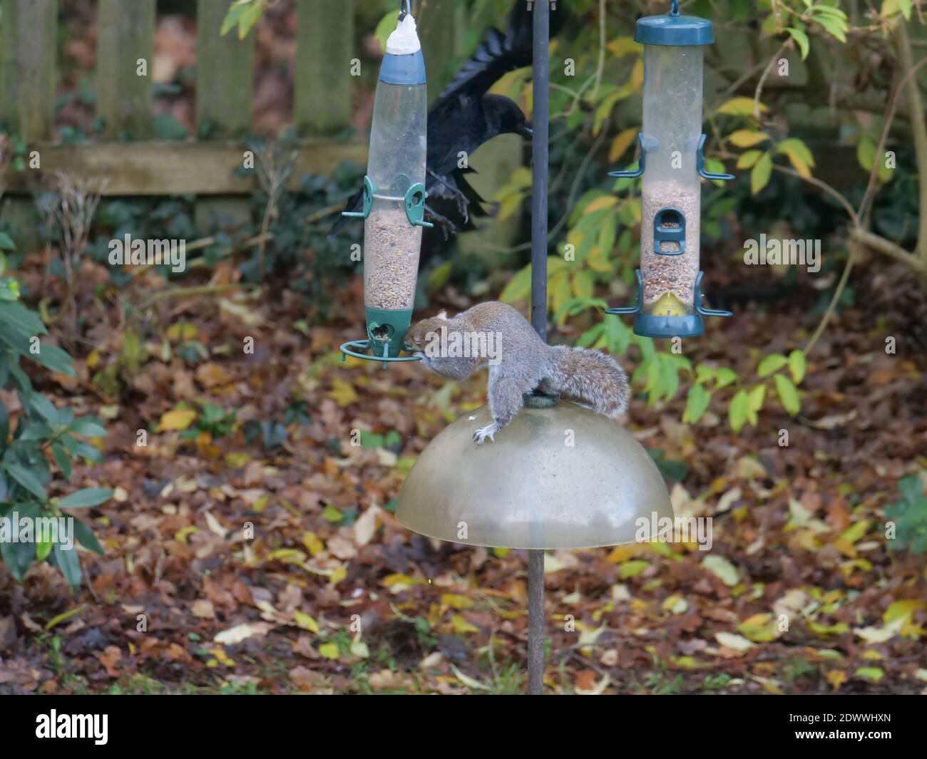 Food for the squirrel hi-res stock photography and images - Alamy