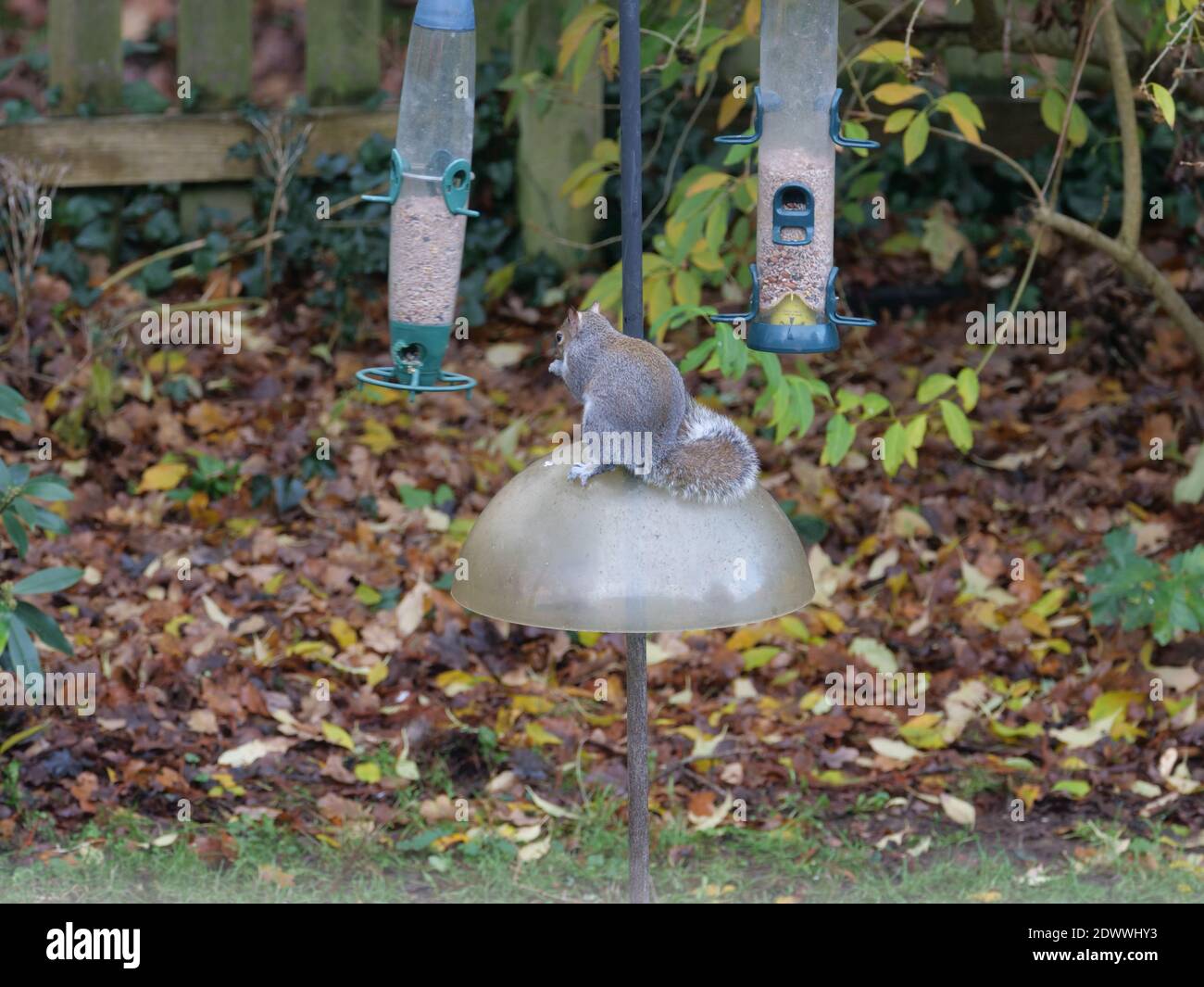 Squirrel proof baffle hi-res stock photography and images - Alamy