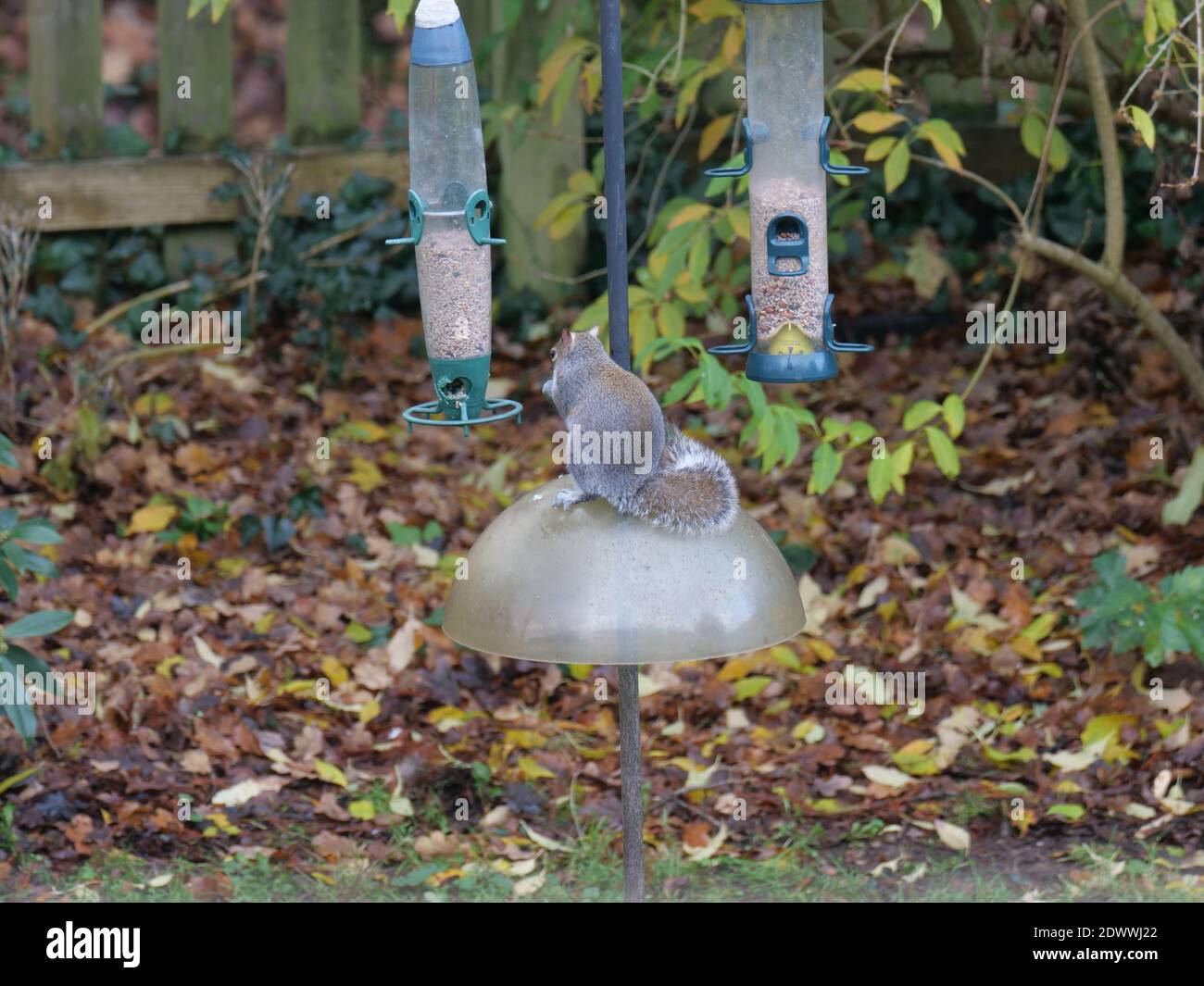 Food for the squirrel hi-res stock photography and images - Alamy