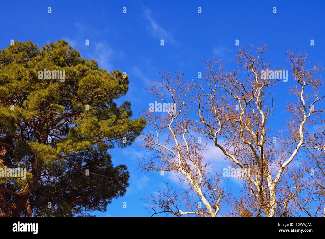 Two trees - deciduous and coniferous - against blue sky on sunny winter ...