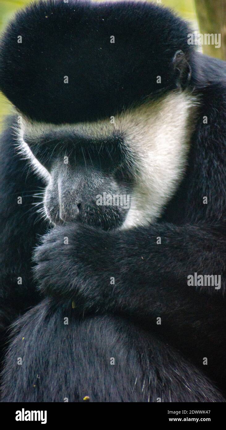 Monkey ear tree hi-res stock photography and images - Alamy