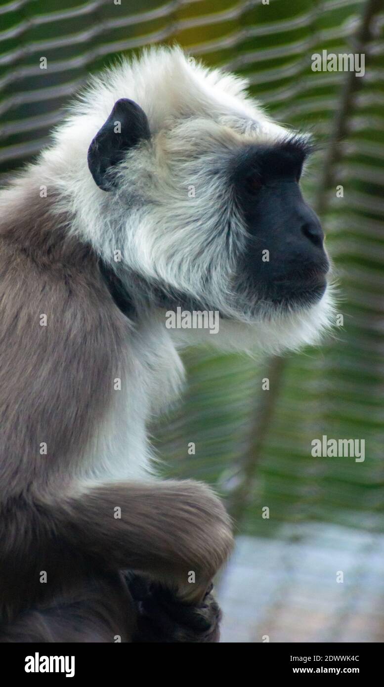 Monkey Deep in Thought Stock Photo - Alamy