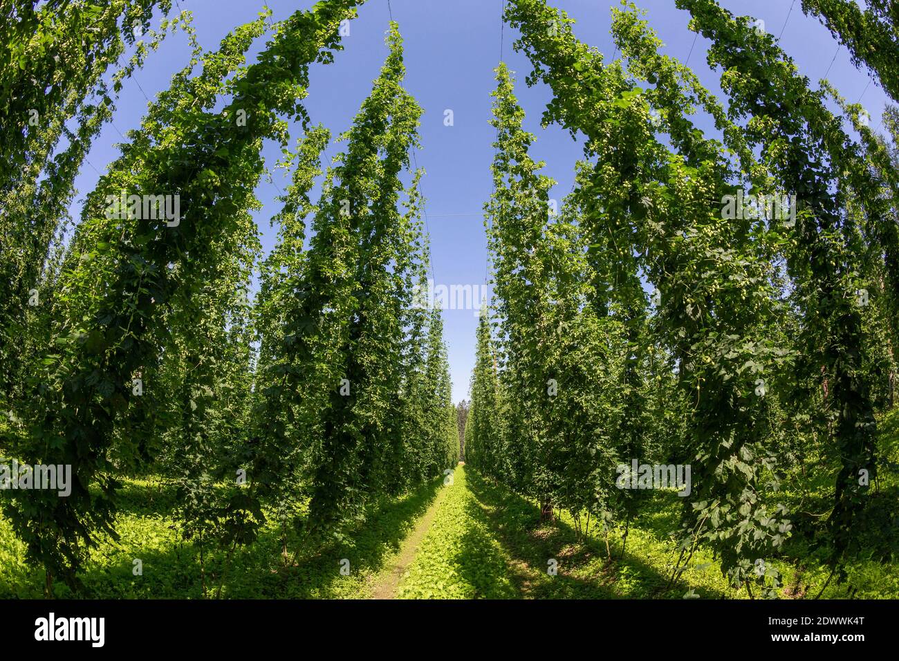 Echter hopfen hi-res stock photography and images - Alamy