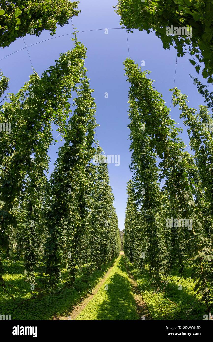 Hopfenanlage hi-res stock photography and images - Alamy