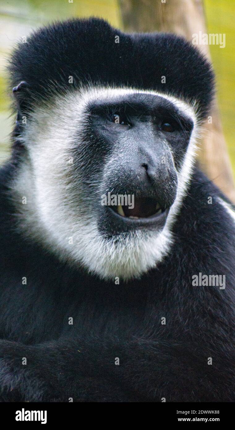 Worried monkey hi-res stock photography and images - Alamy