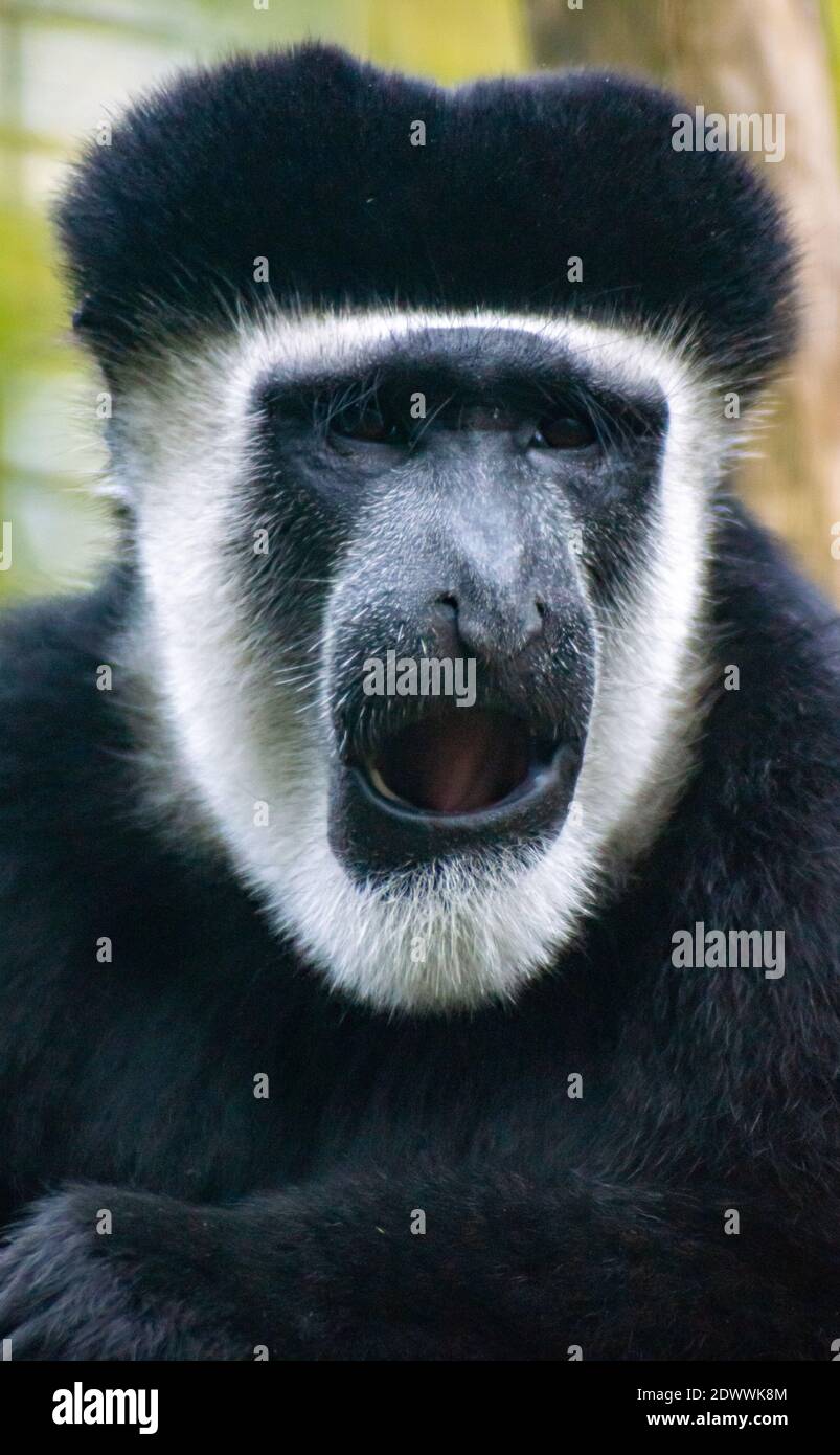 Monkey yawning hi-res stock photography and images - Alamy