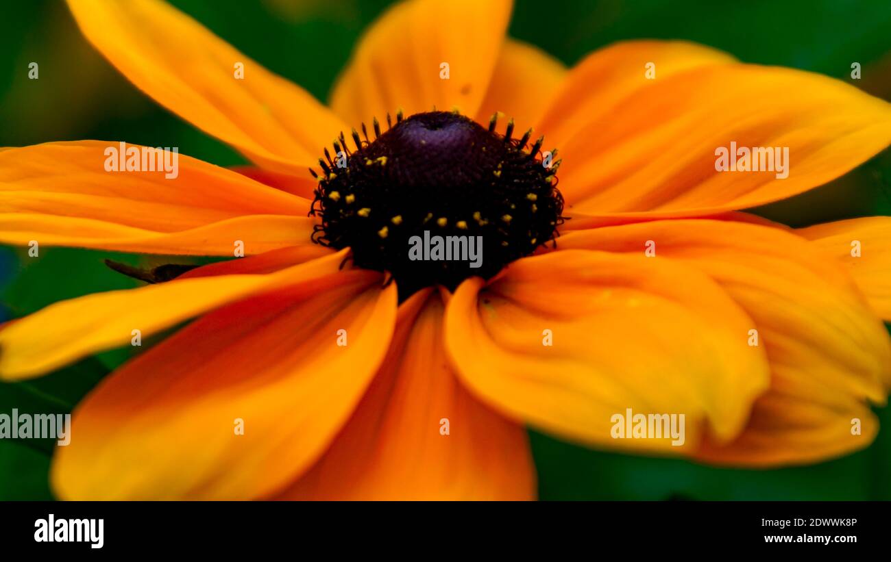 Orange in Bloom Stock Photo - Alamy