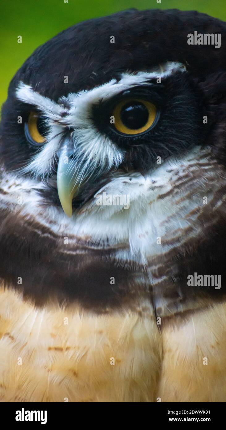 Beautiful owl close up eyes hi-res stock photography and images - Alamy