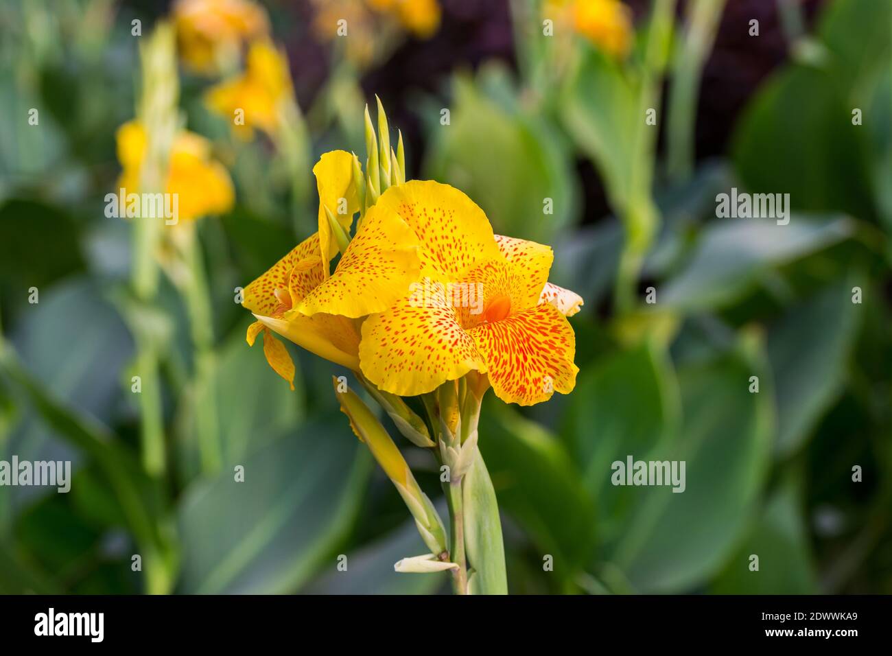 Golden Canna generalis flower in full bloom at the garden in India ...